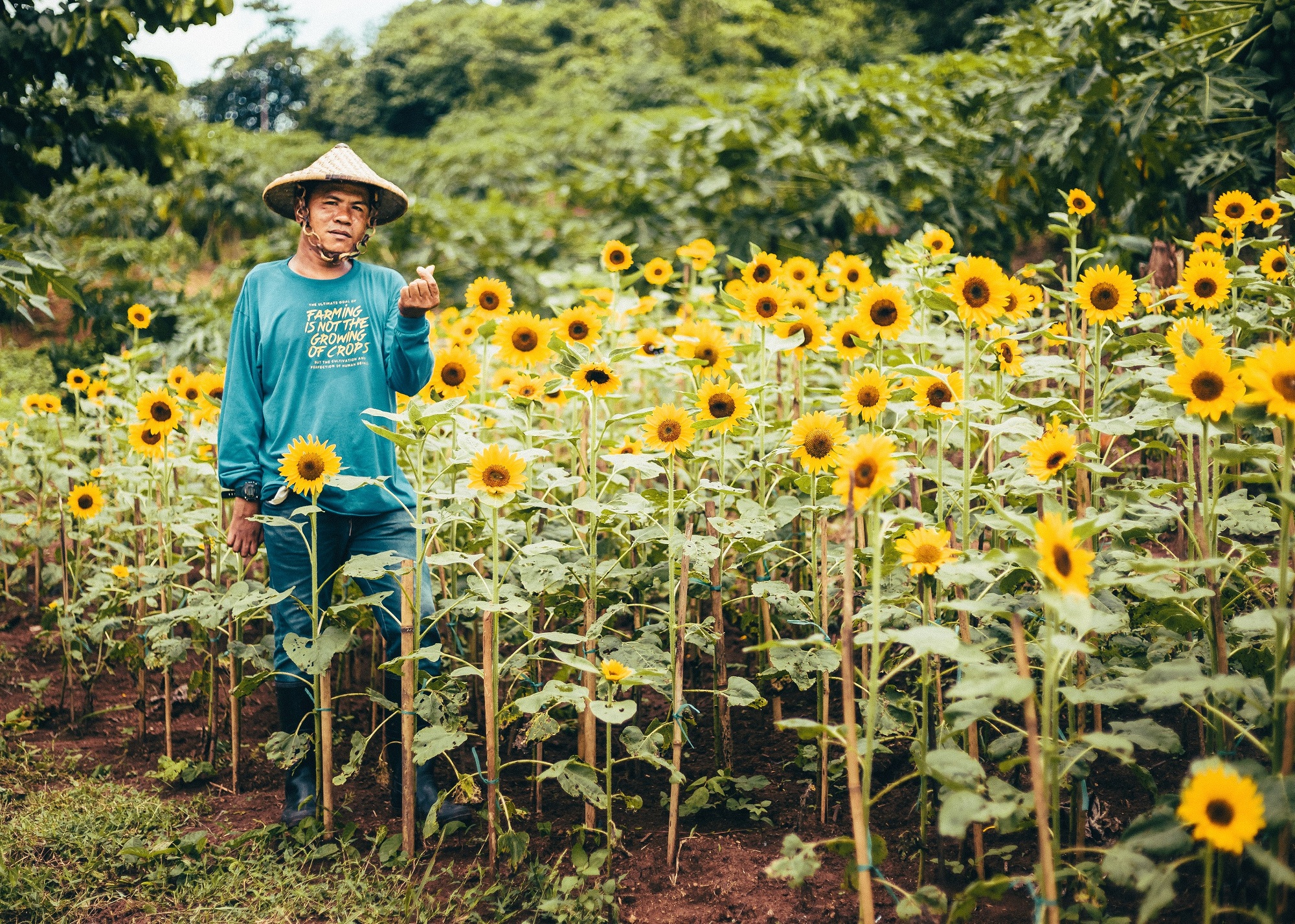 ‘Sunflower Man’ tills the soil with just one hand - THEPHILBIZNEWS