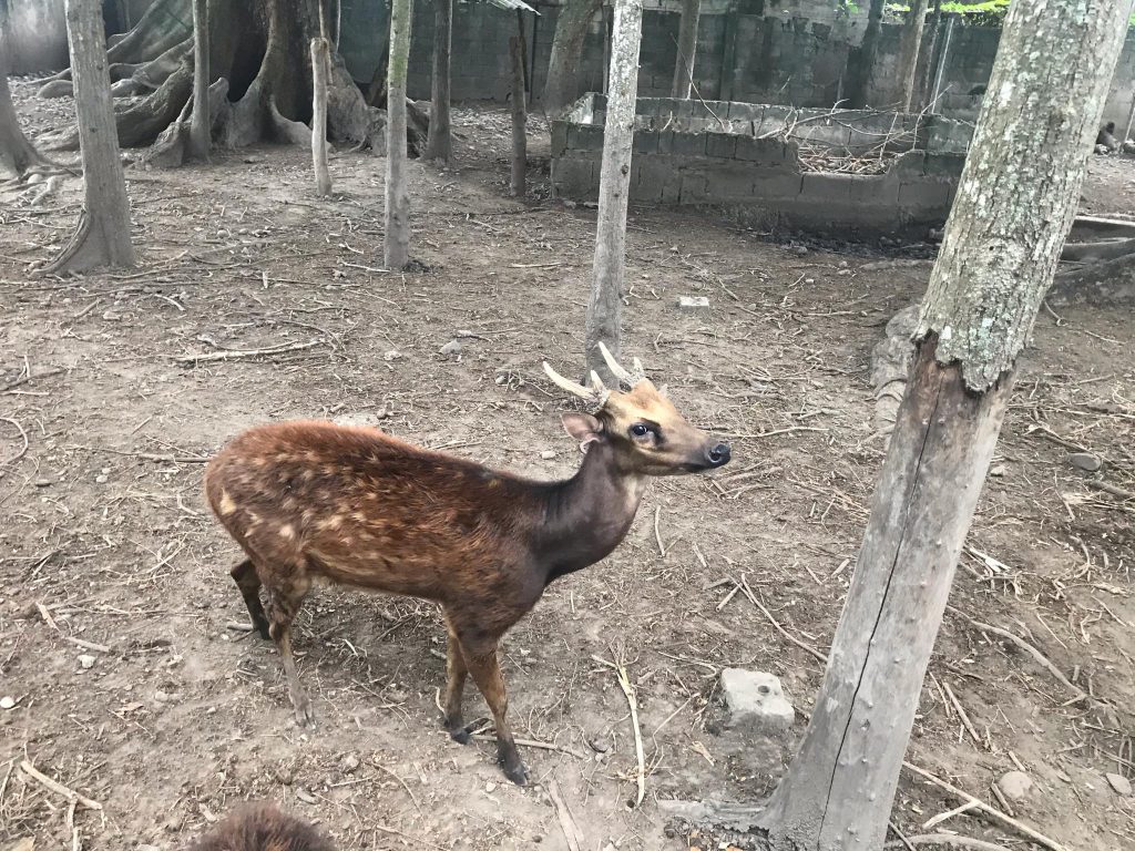 Philippine Bambi – the rarest deer species on Earth found on Negros ...
