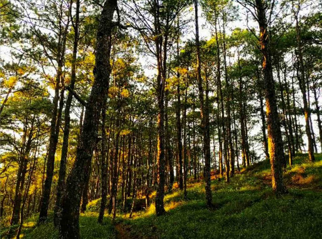 Sekaya gives more than 5,000 endemic tree seedlings to the Cordillera ...