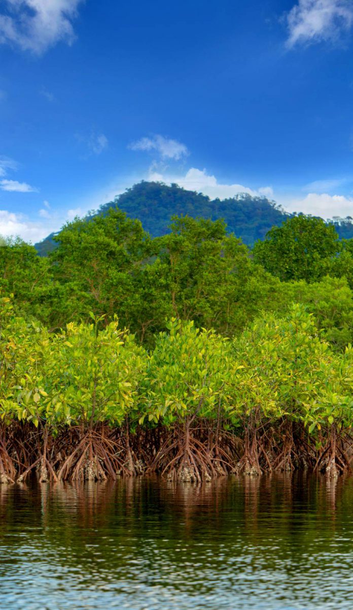 Hamilo Coast: Nurturing nature for 15 years and beyond - THEPHILBIZNEWS