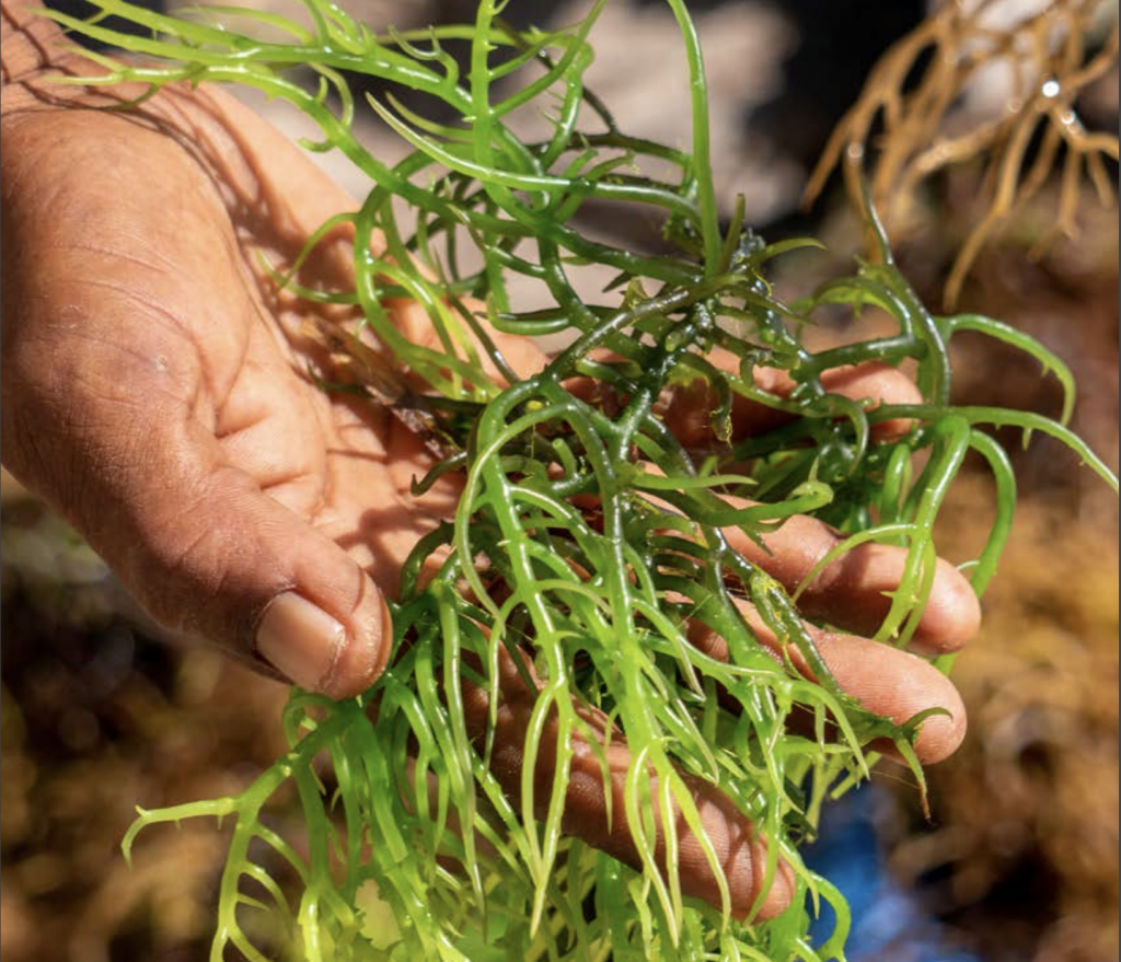 DA-BFAR allocates ₱1.06B for seaweed industry - THEPHILBIZNEWS