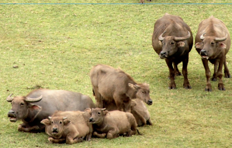 DA accredits more Indian meat exporters to widen carabeef source ...