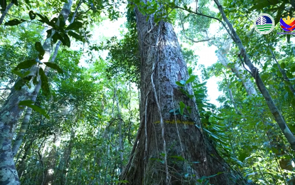 DENR pilots flexible work today - THEPHILBIZNEWS